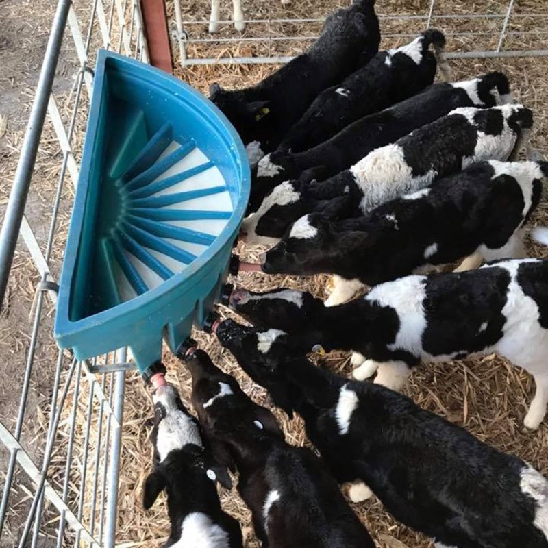 Stallion Feeders • Datamars Livestock