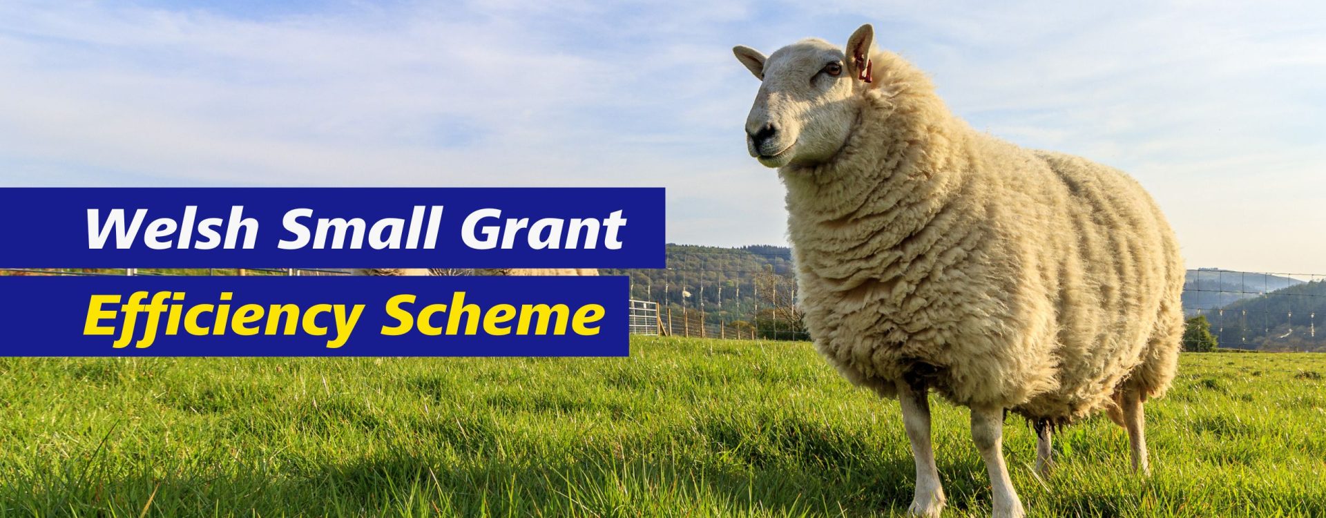 Welsh Small Grant Efficiency Scheme 2025 • Datamars Livestock