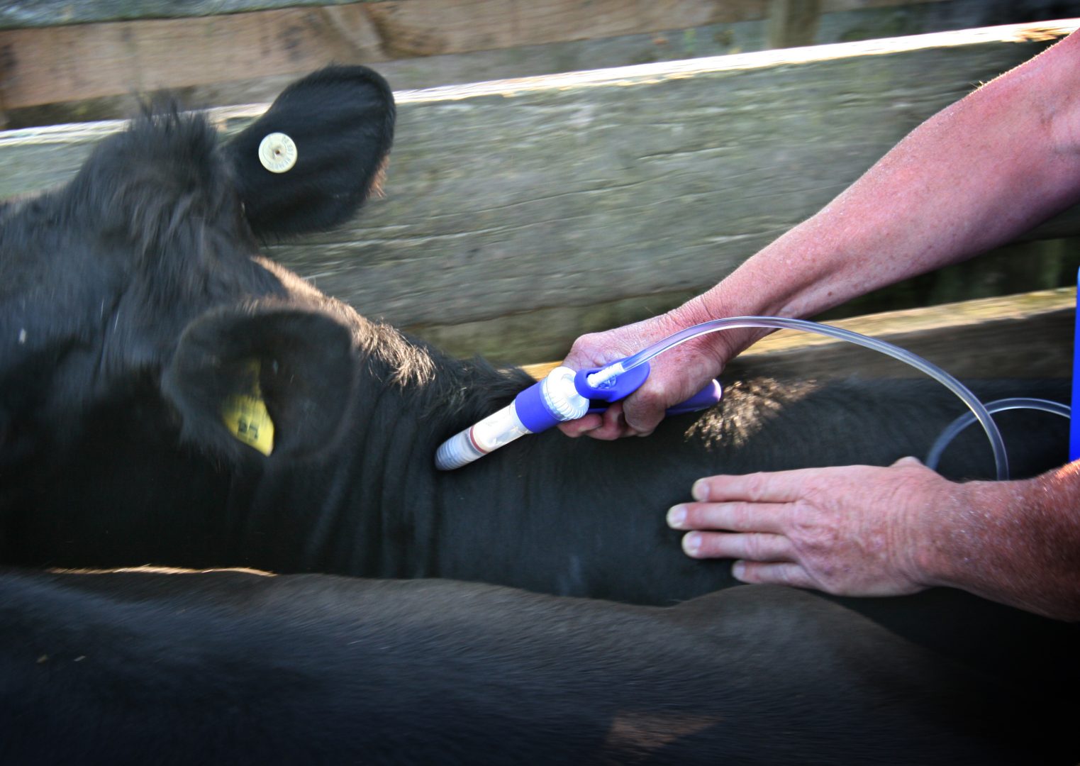 Healthy Housing Preparation for Cattle • Datamars Livestock